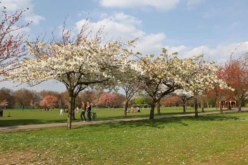 Gobotree - image from The United Kingdom London park during spring day